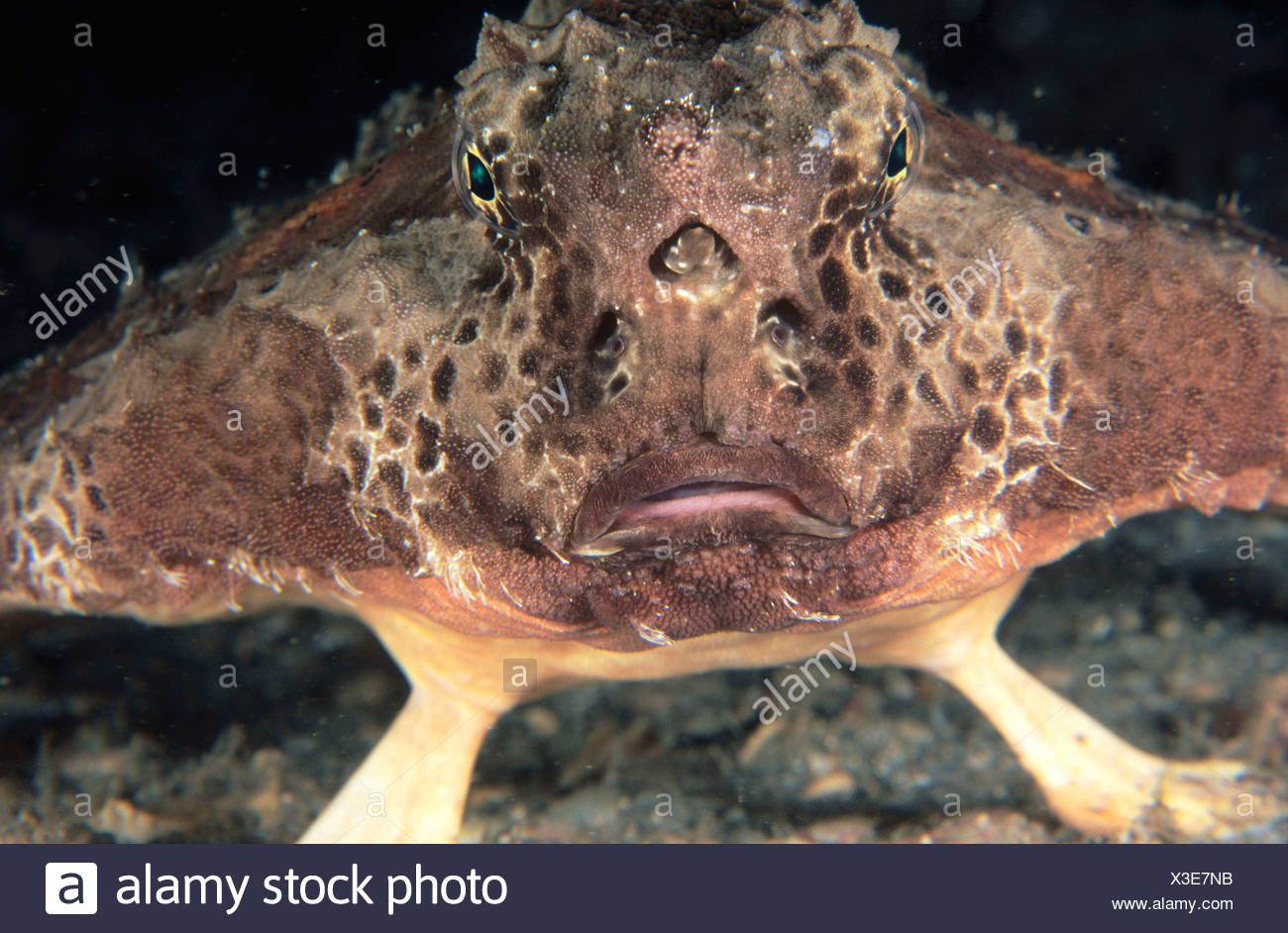 Ogcocephalus Radiatus High Resolution Stock Photography and Images - Alamy