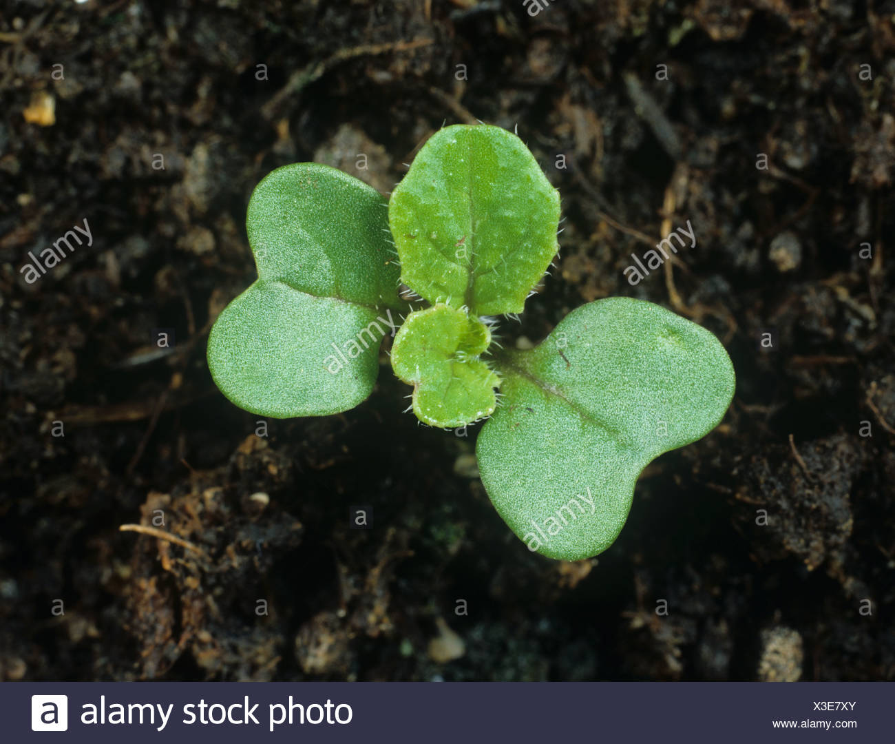 Seedling Cotyledons First True Leaves High Resolution Stock Photography ...