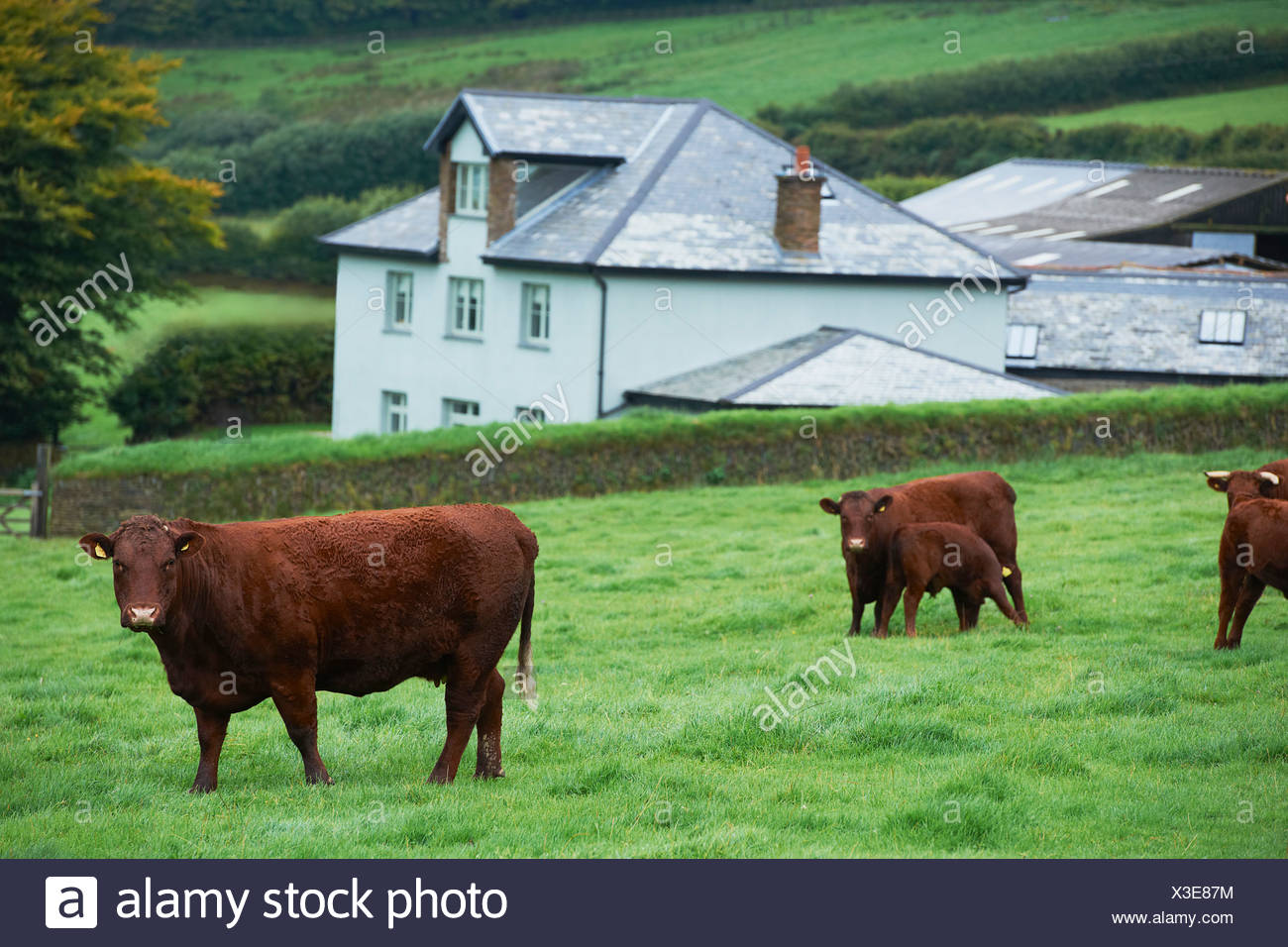 Five Cows High Resolution Stock Photography and Images - Alamy