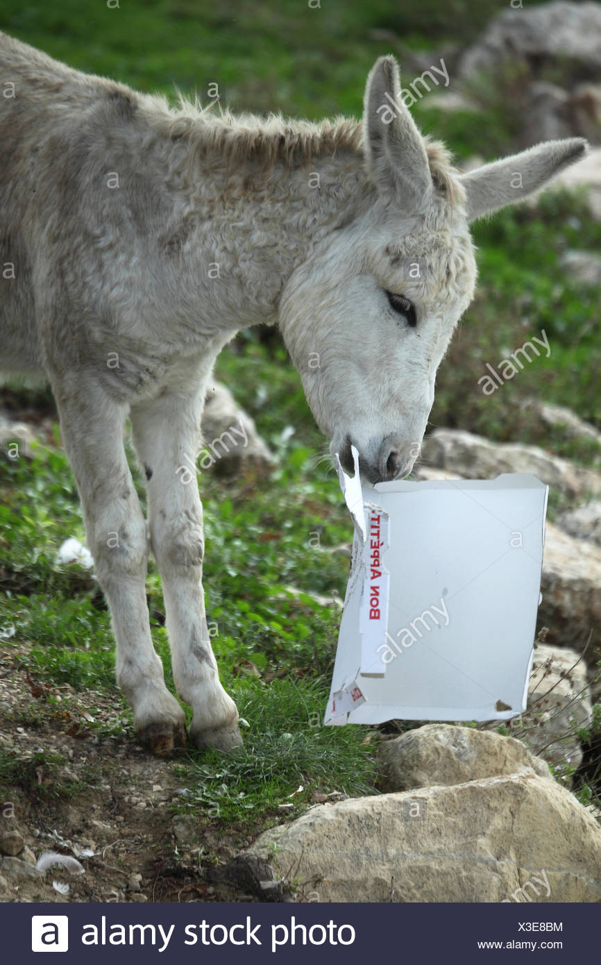 Donkey Eating High Resolution Stock Photography and Images - Alamy