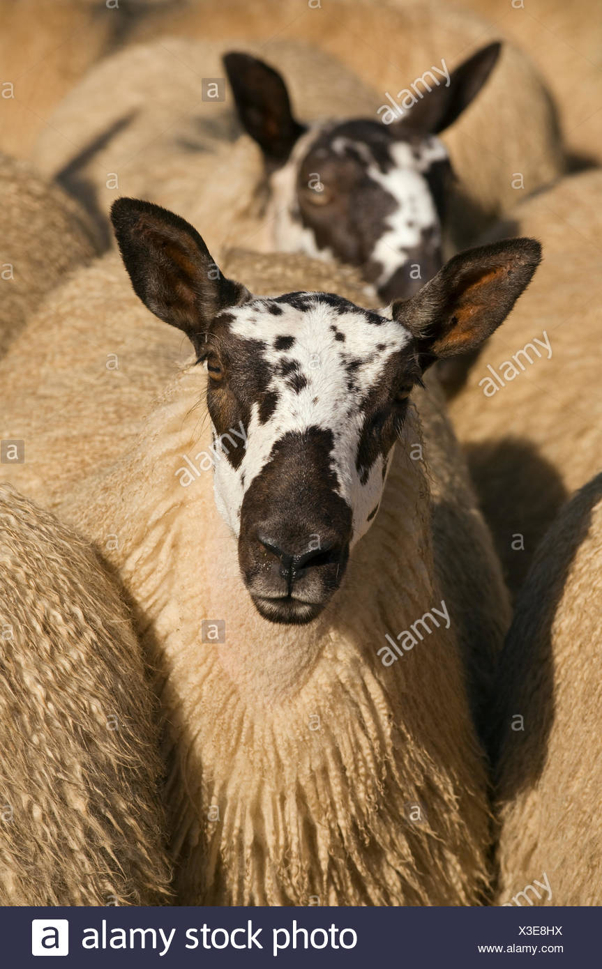 Beulah Speckled Face Sheep Stock Photos & Beulah Speckled Face Sheep ...