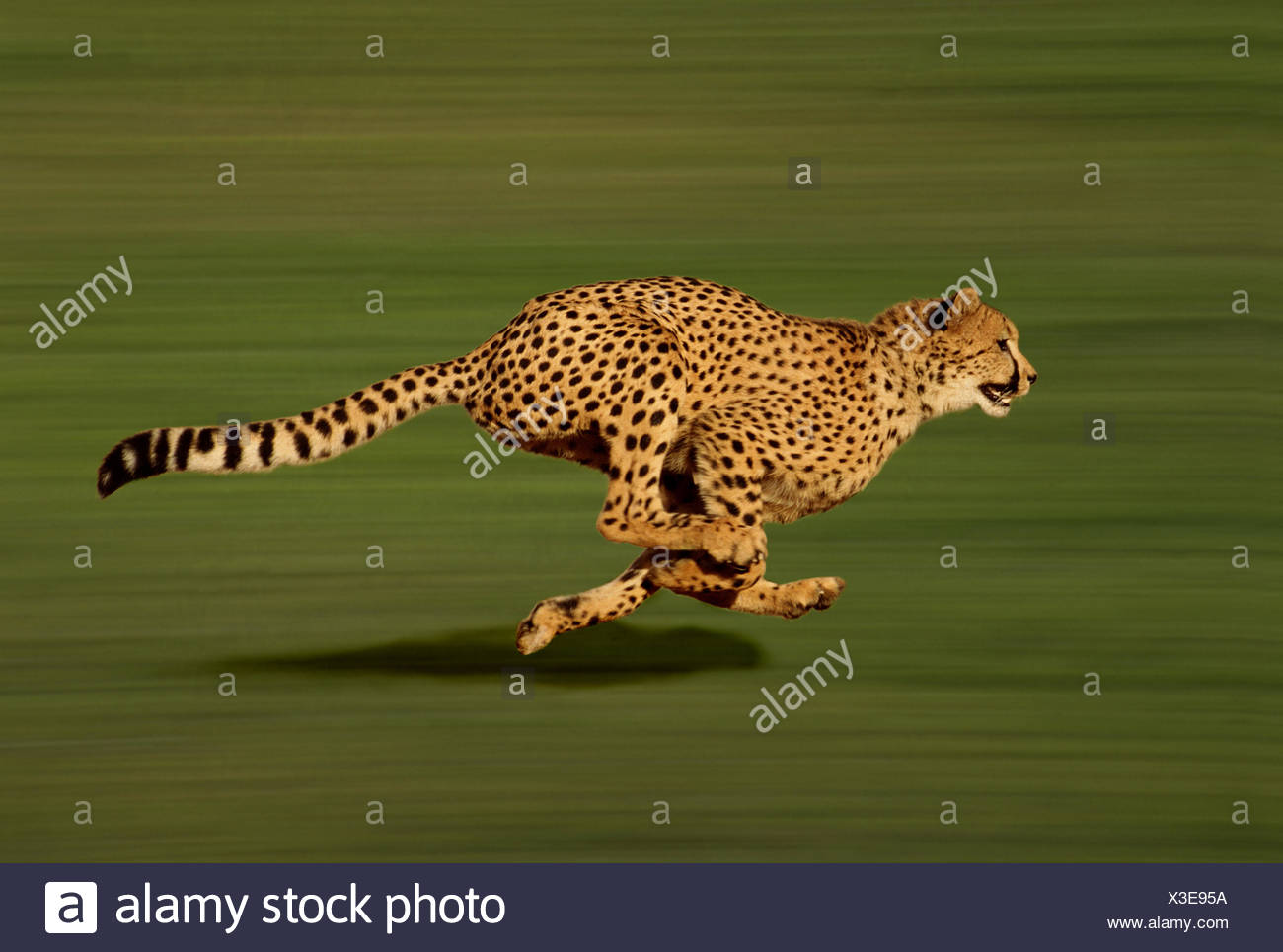 Cheetah Africa Running High Resolution Stock Photography and Images - Alamy
