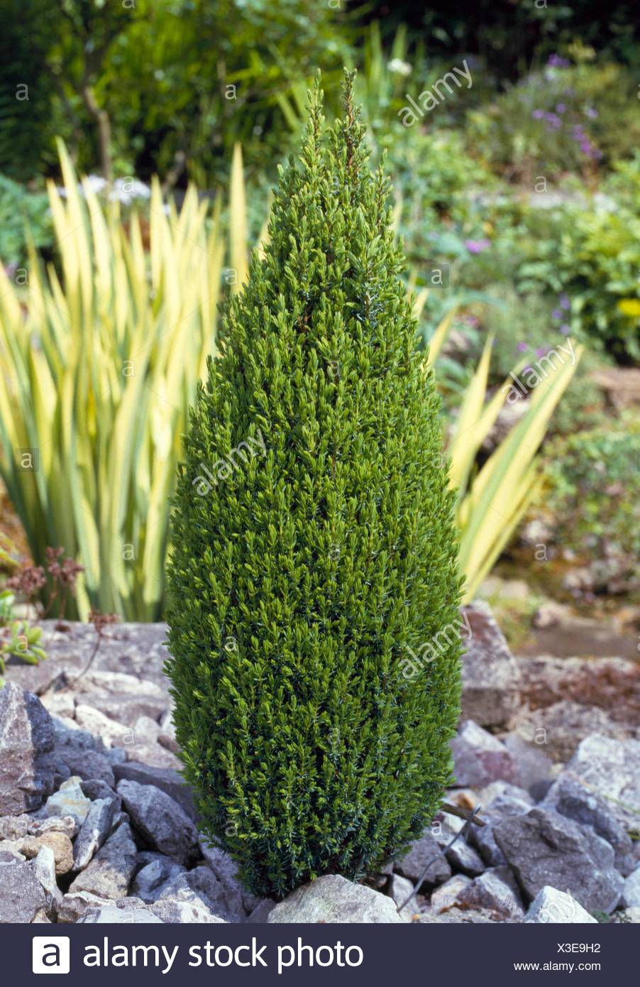 Juniperus Compressa High Resolution Stock Photography and Images - Alamy