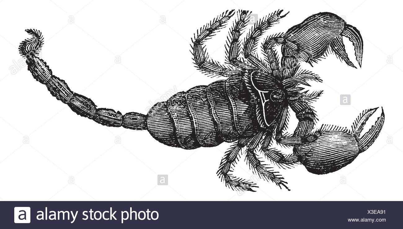 Scorpion Tail Drawing High Resolution Stock Photography and Images - Alamy