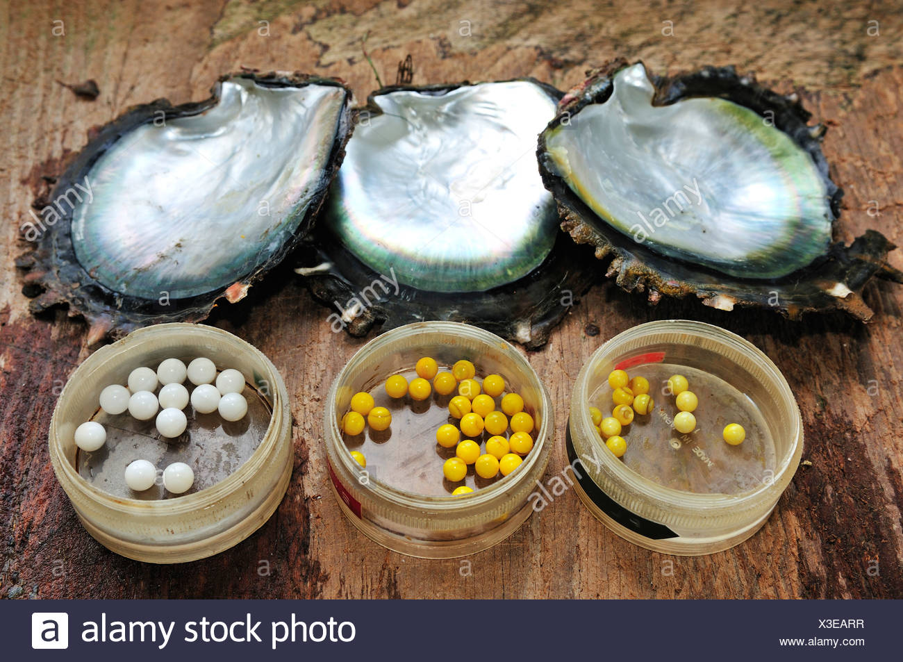 Pearl Shells High Resolution Stock Photography and Images - Alamy