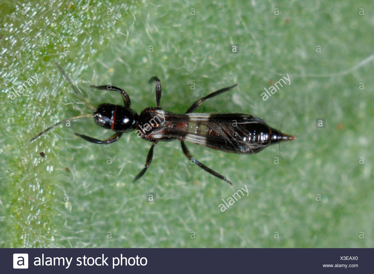 Franklinothrips Vespiformis High Resolution Stock Photography and ...