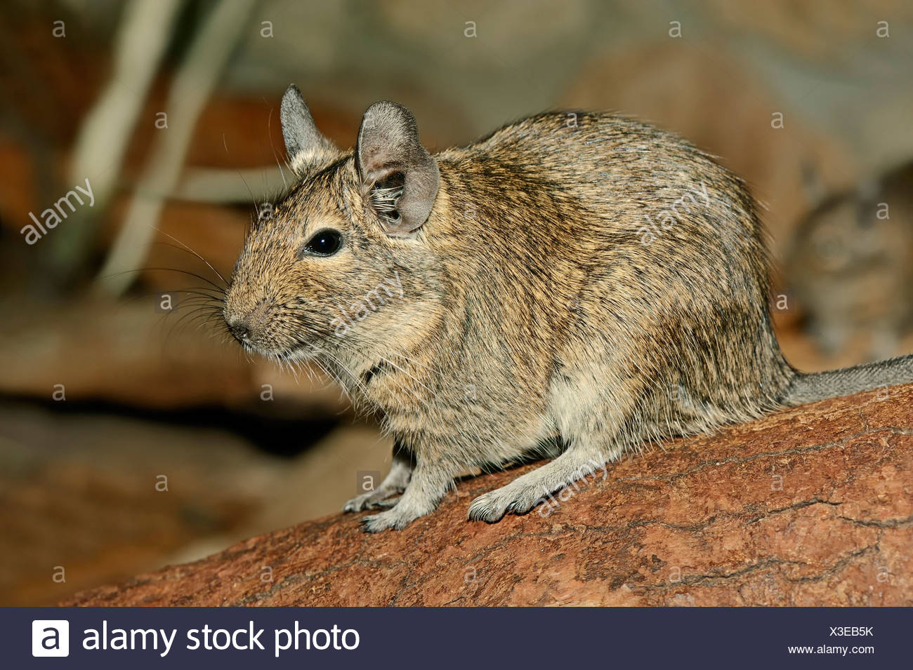 Degu Stock Photos & Degu Stock Images - Alamy