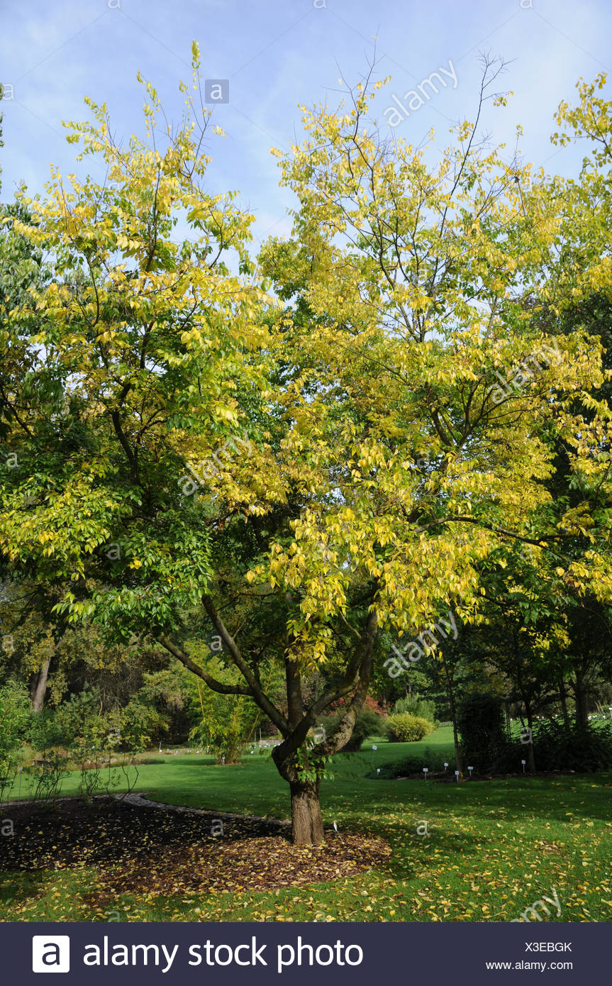 Hackberry Tree Flowers High Resolution Stock Photography and Images - Alamy