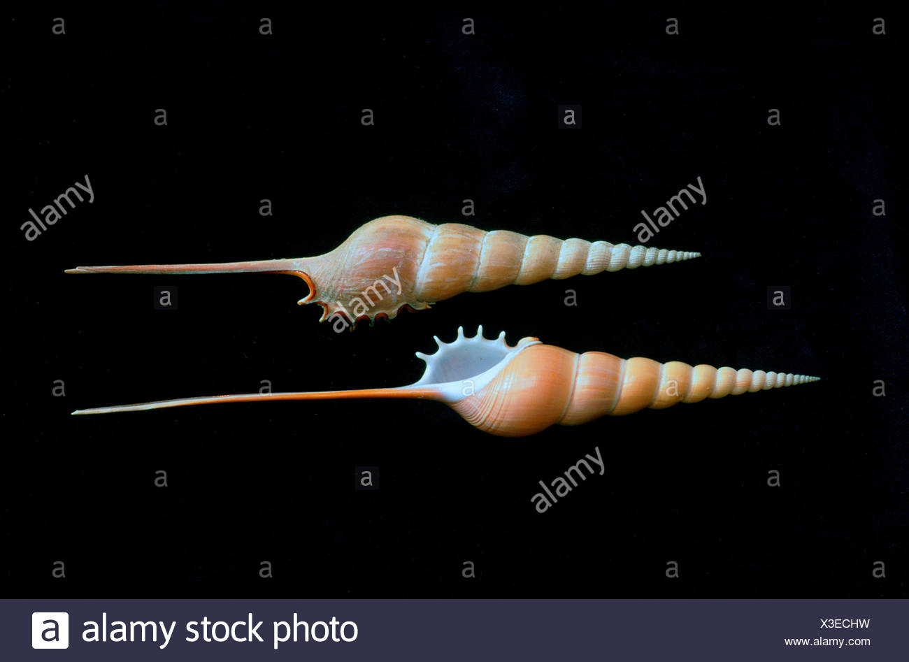 Spindle Tibia High Resolution Stock Photography and Images - Alamy