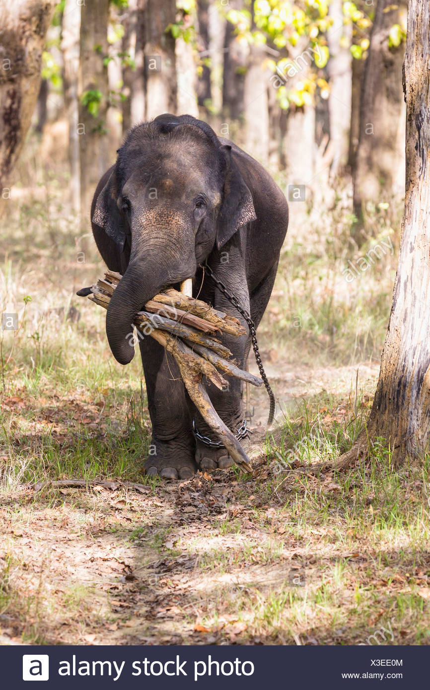 Elephant Carrying Stock Photos & Elephant Carrying Stock Images - Alamy