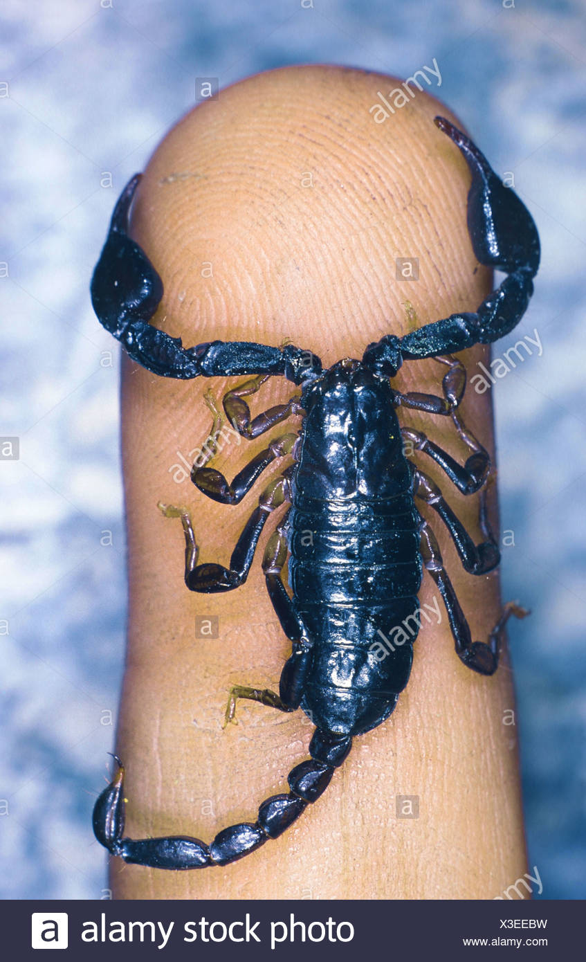 Italian Scorpion Stock Photos & Italian Scorpion Stock Images - Alamy