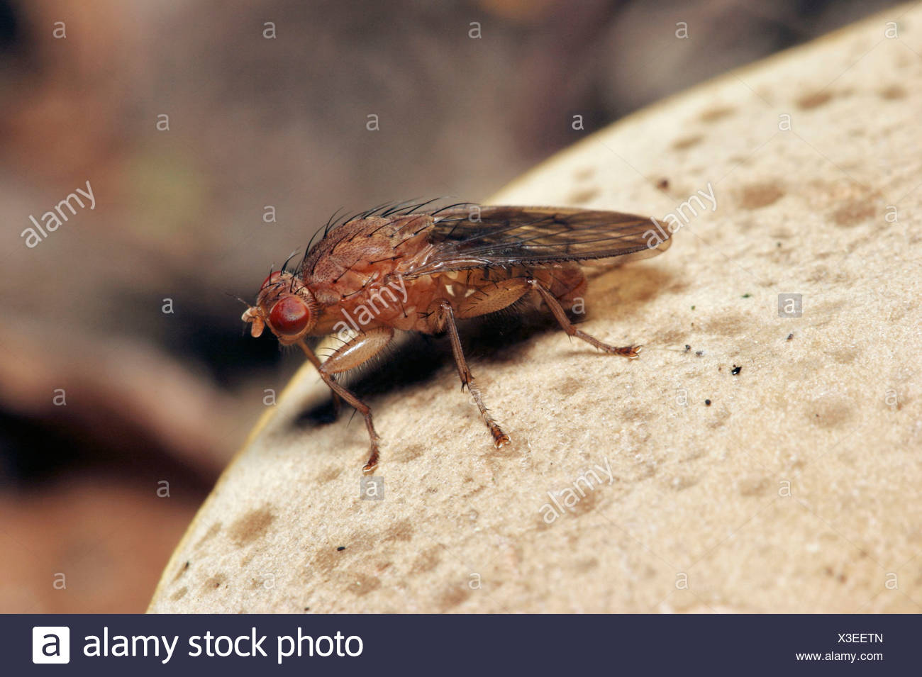 Humpbacked Stock Photos & Humpbacked Stock Images - Alamy