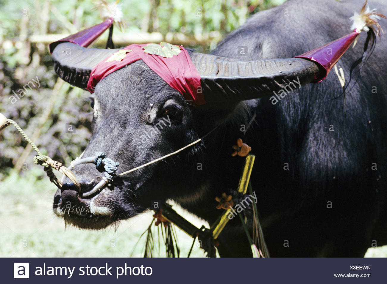 Bull Sacrifice High Resolution Stock Photography and Images - Alamy