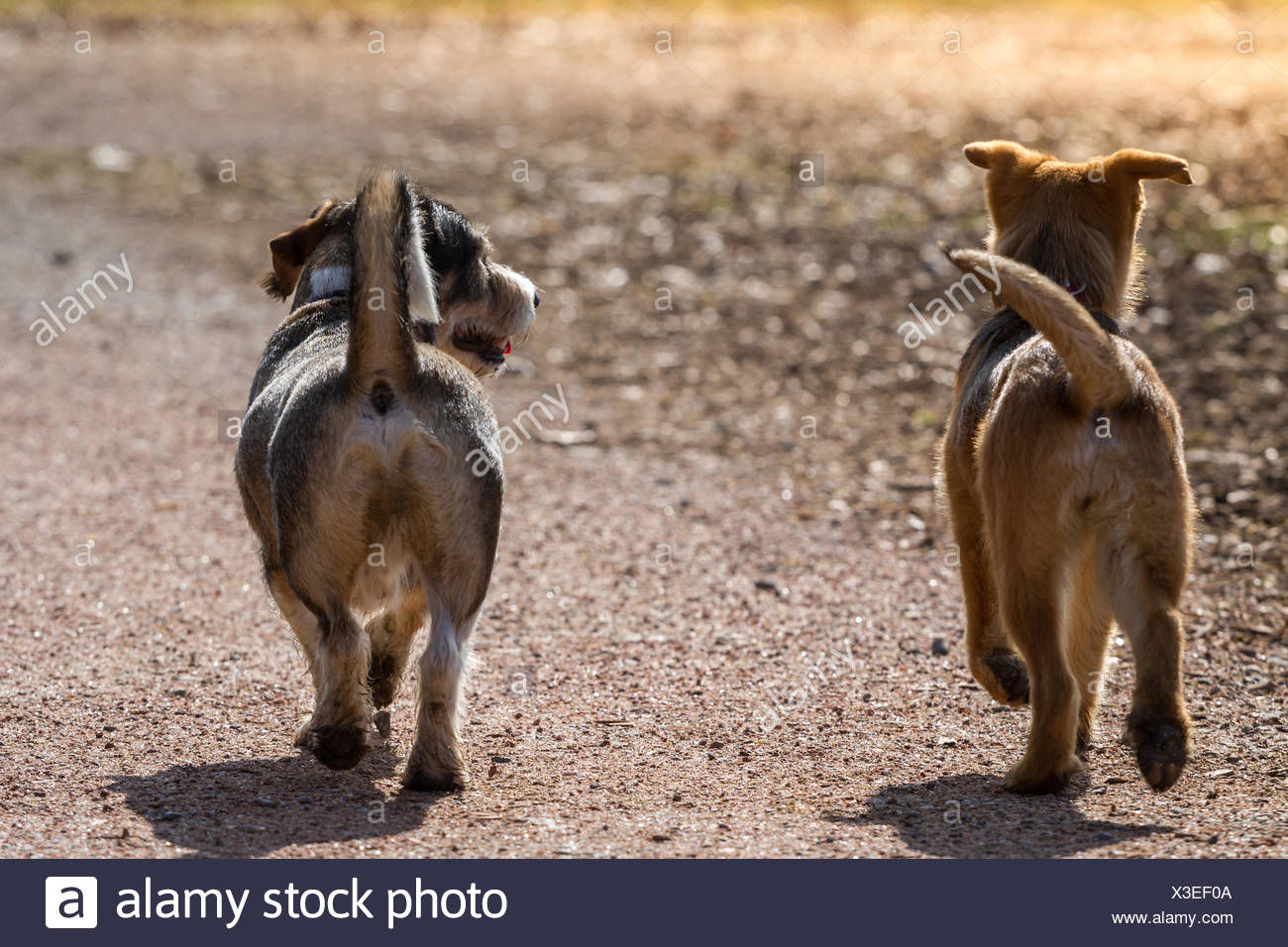 Mit Rute High Resolution Stock Photography and Images - Alamy