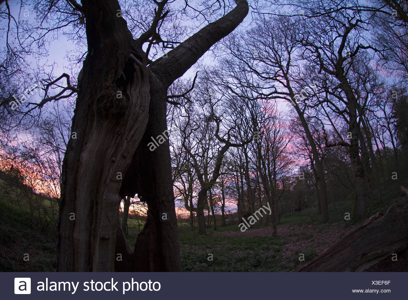 Pollard Tree High Resolution Stock Photography and Images - Alamy