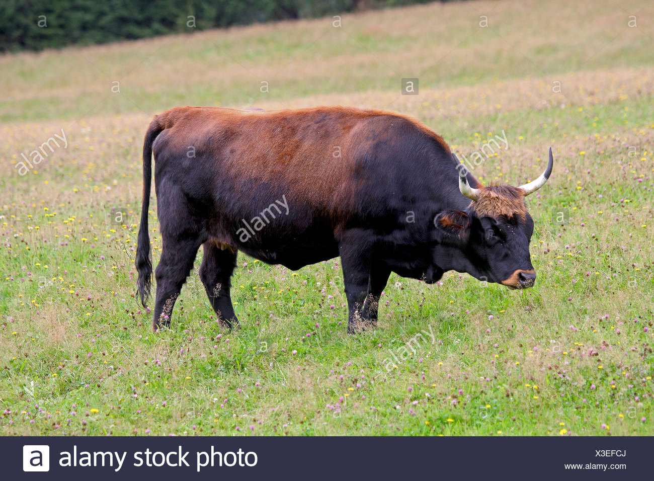 Outside Aurochs High Resolution Stock Photography and Images - Alamy