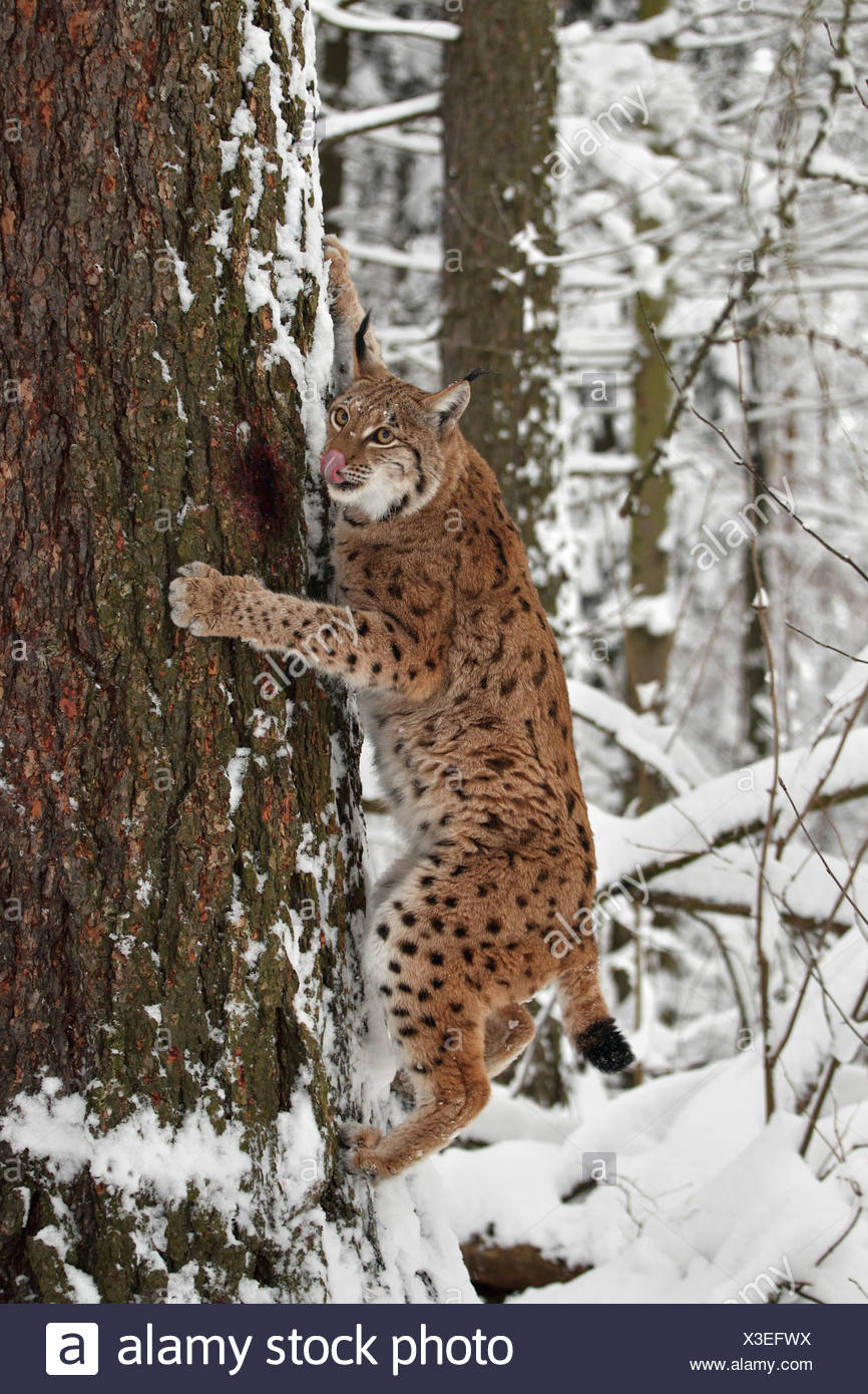 Upright Logs High Resolution Stock Photography and Images - Alamy