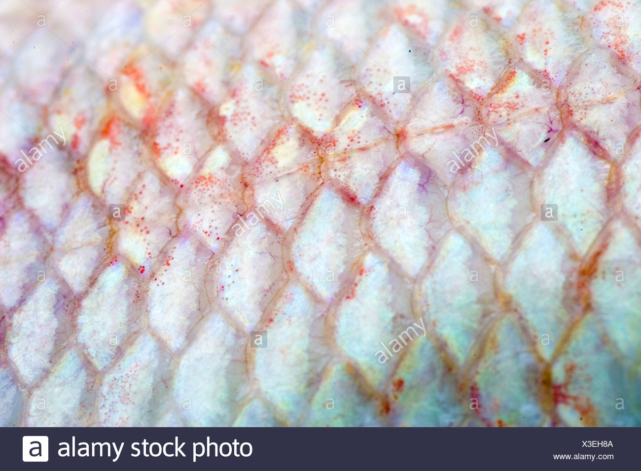 Fish Scales High Resolution Stock Photography and Images - Alamy