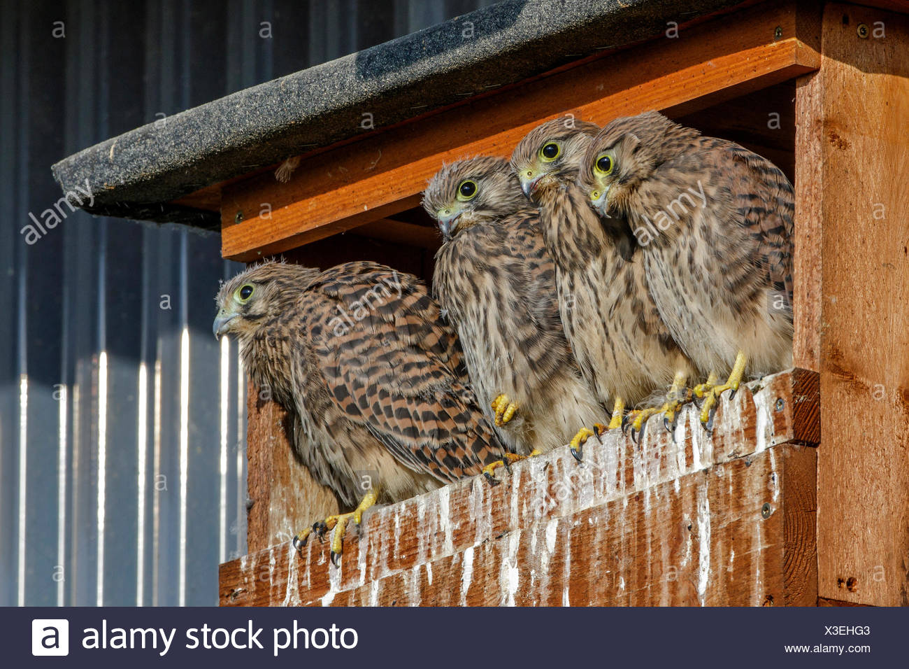 Kestrel Nest Box Stock Photos & Kestrel Nest Box Stock Images - Alamy