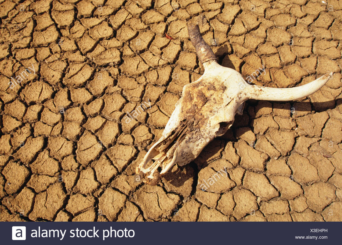 Cow Skull Stock Photos & Cow Skull Stock Images - Alamy