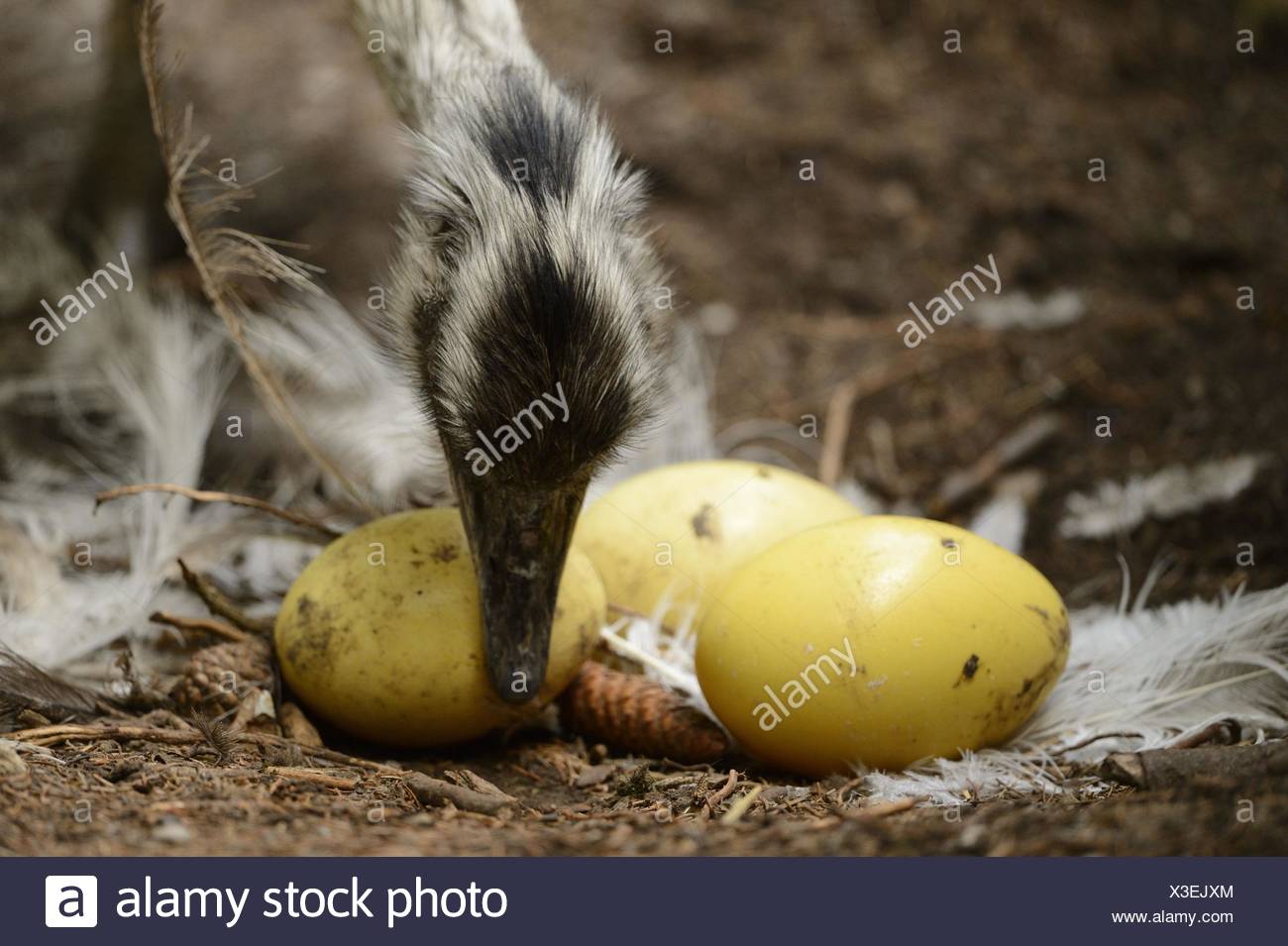 Rhea Egg Stock Photos & Rhea Egg Stock Images - Alamy