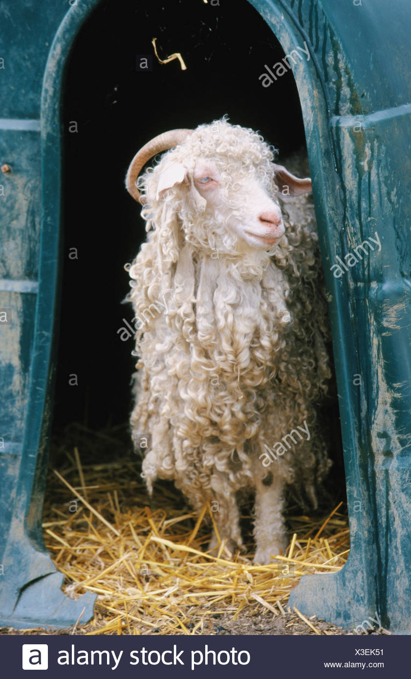 Angora Sheep High Resolution Stock Photography and Images - Alamy