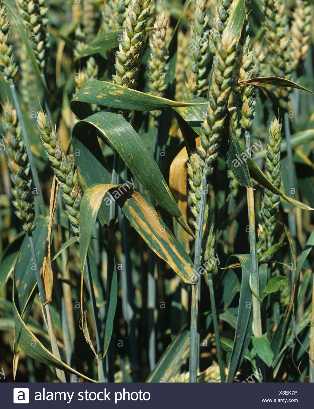 Septoria Leaf Blotch High Resolution Stock Photography and Images - Alamy