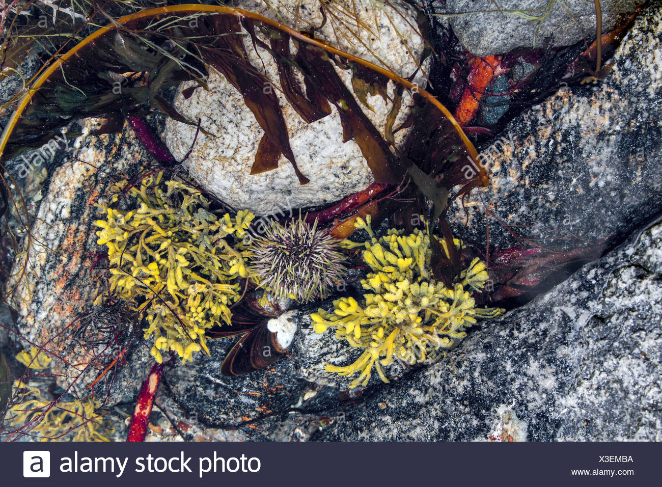 Bladder Wrack Bladderwrack Fucus Vesiculosus High Resolution Stock ...