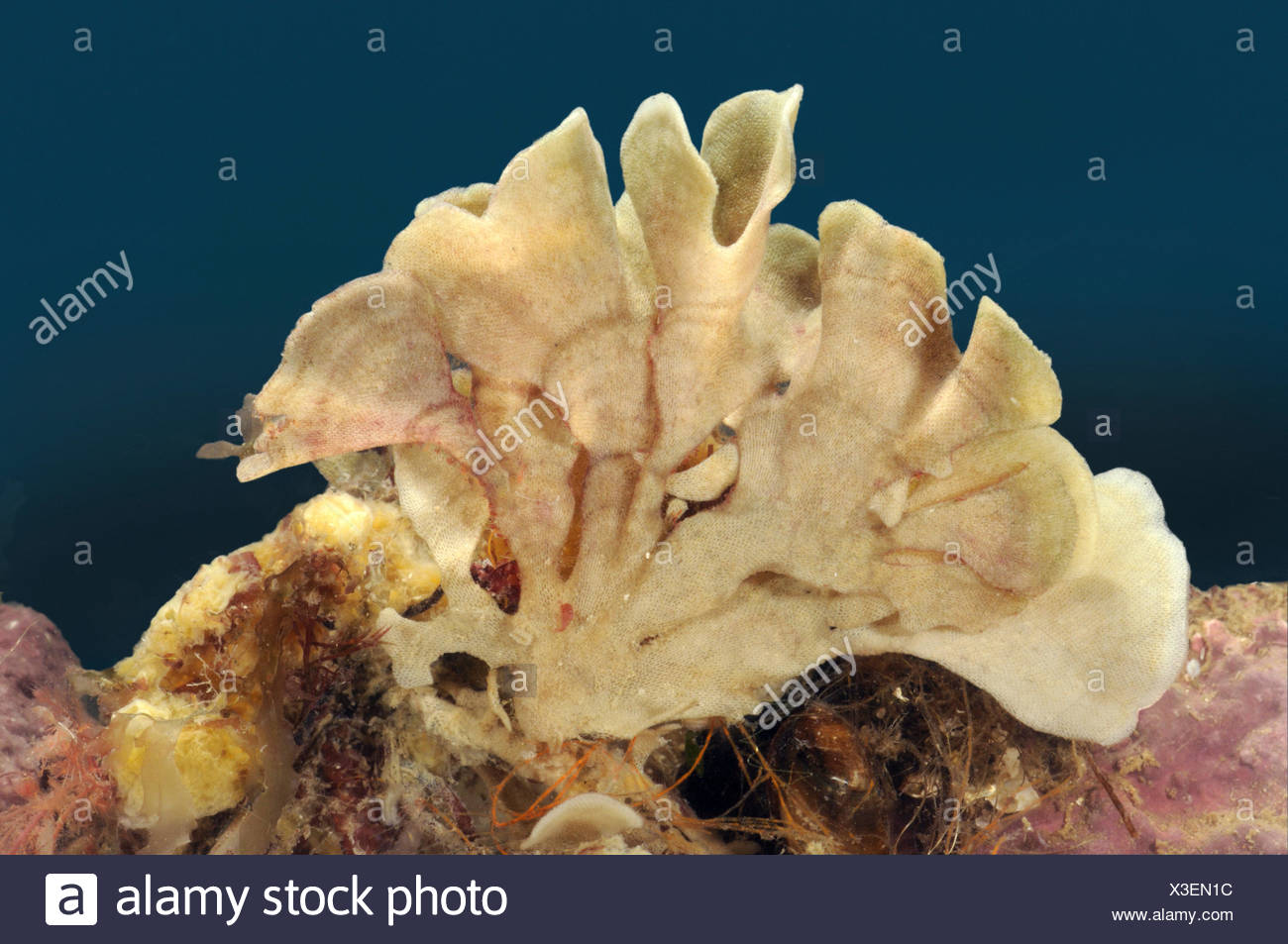 Flustra Foliacea High Resolution Stock Photography and Images - Alamy