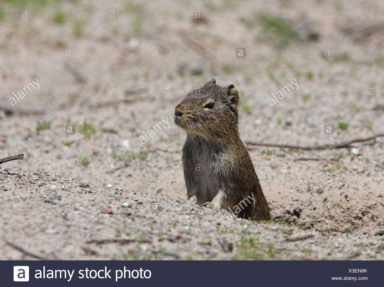 Tuco Tuco Stock Photos & Tuco Tuco Stock Images - Alamy