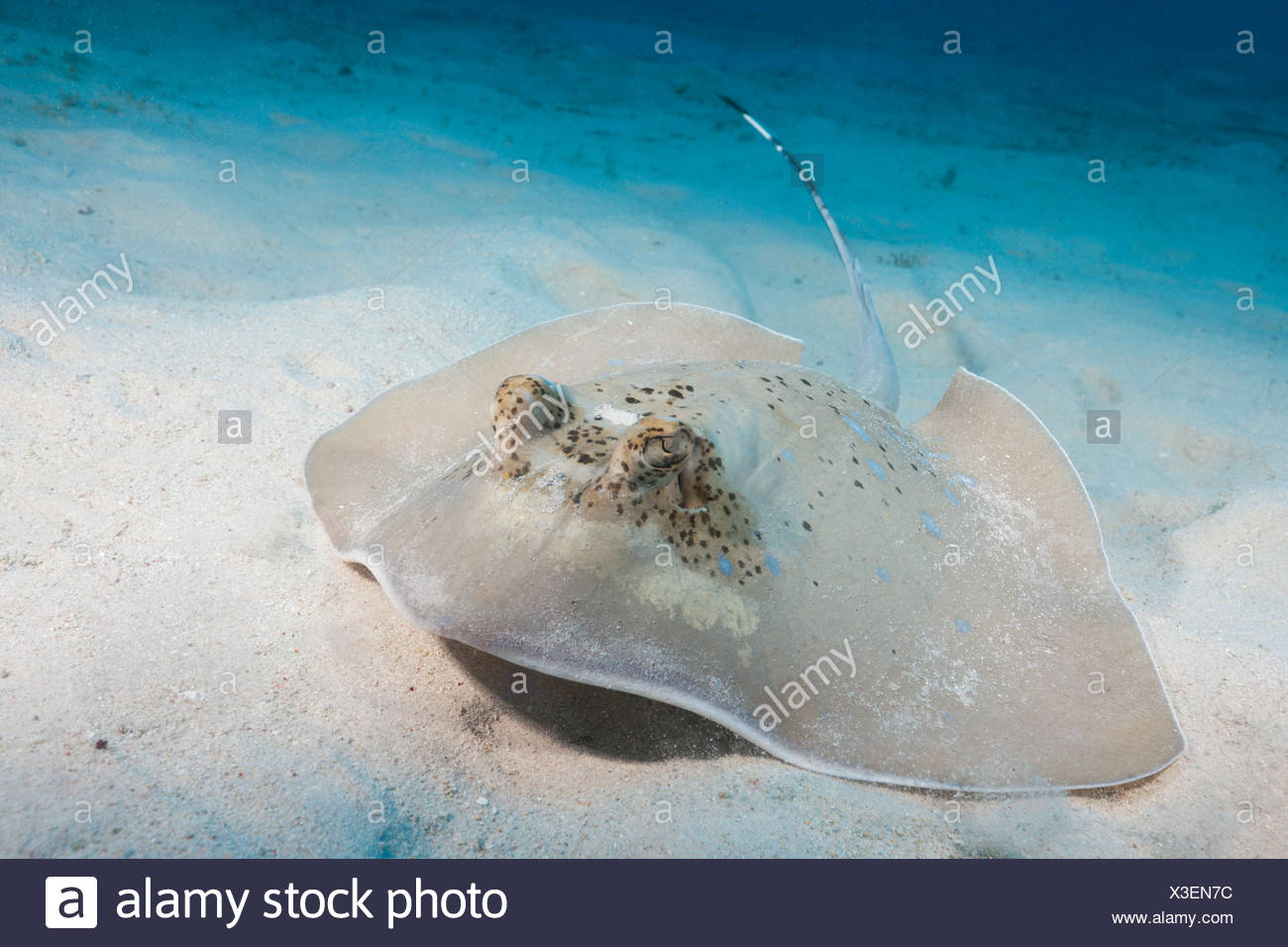 Australia Stingray High Resolution Stock Photography and Images - Alamy