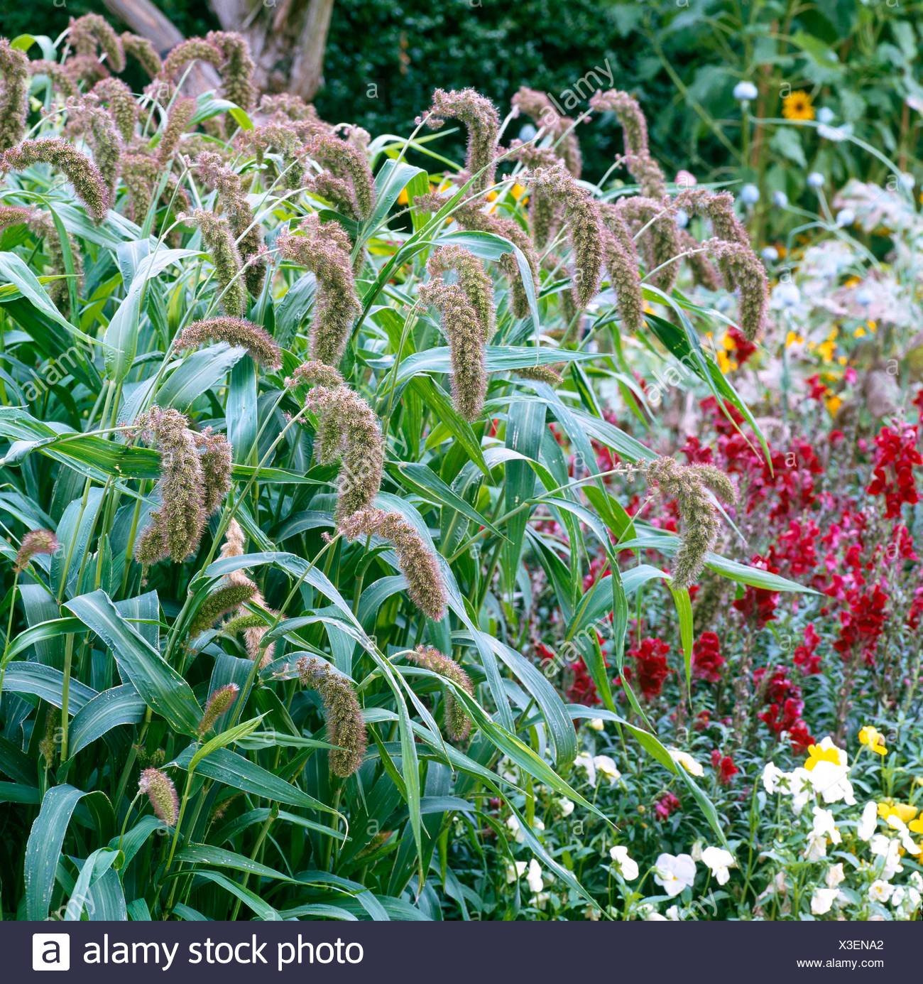 Setaria Italica High Resolution Stock Photography and Images - Alamy