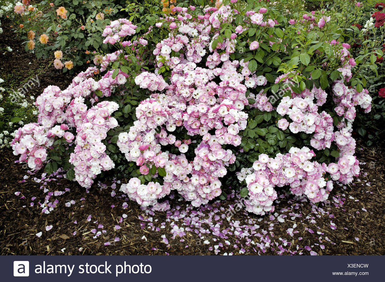 Ornamental Rose Rosa Angela Stock Photos & Ornamental Rose Rosa Angela ...