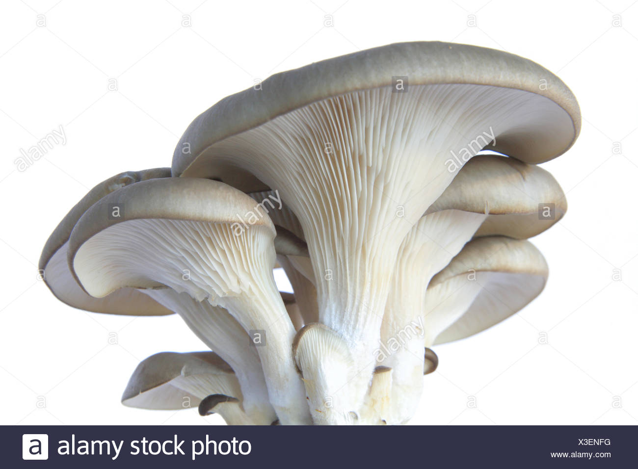 Austern Pilz High Resolution Stock Photography and Images - Alamy