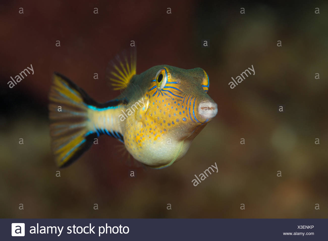 Canthigaster Rostrata High Resolution Stock Photography and Images - Alamy