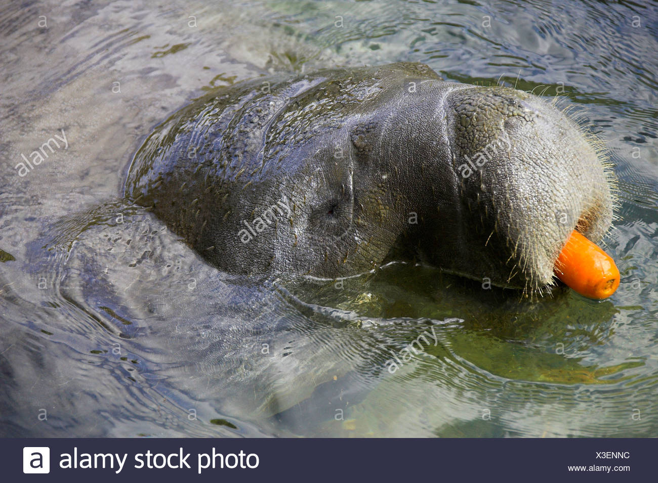 Manatee Head Stock Photos & Manatee Head Stock Images - Alamy