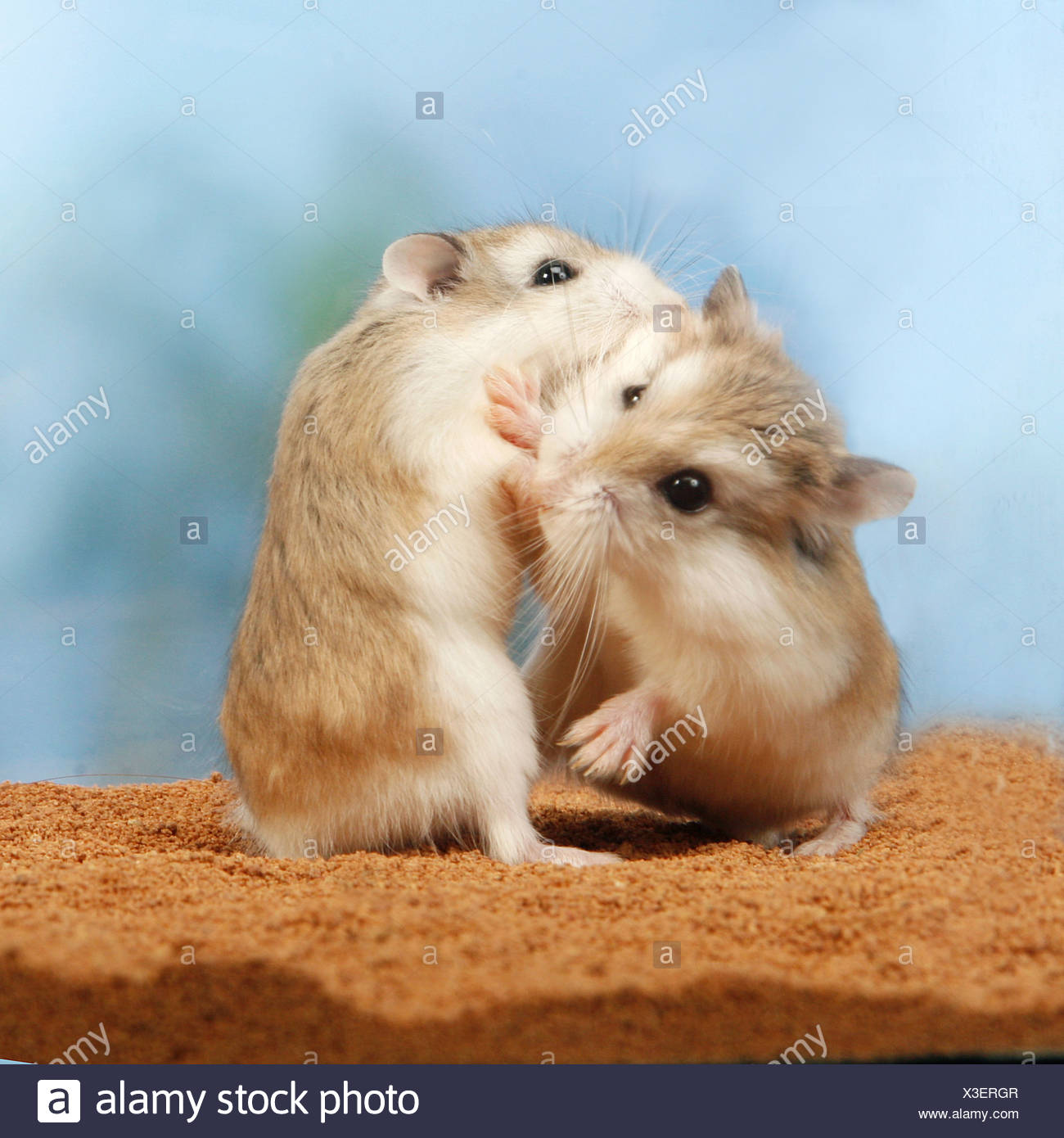 Dwarf Hamsters High Resolution Stock Photography and Images - Alamy