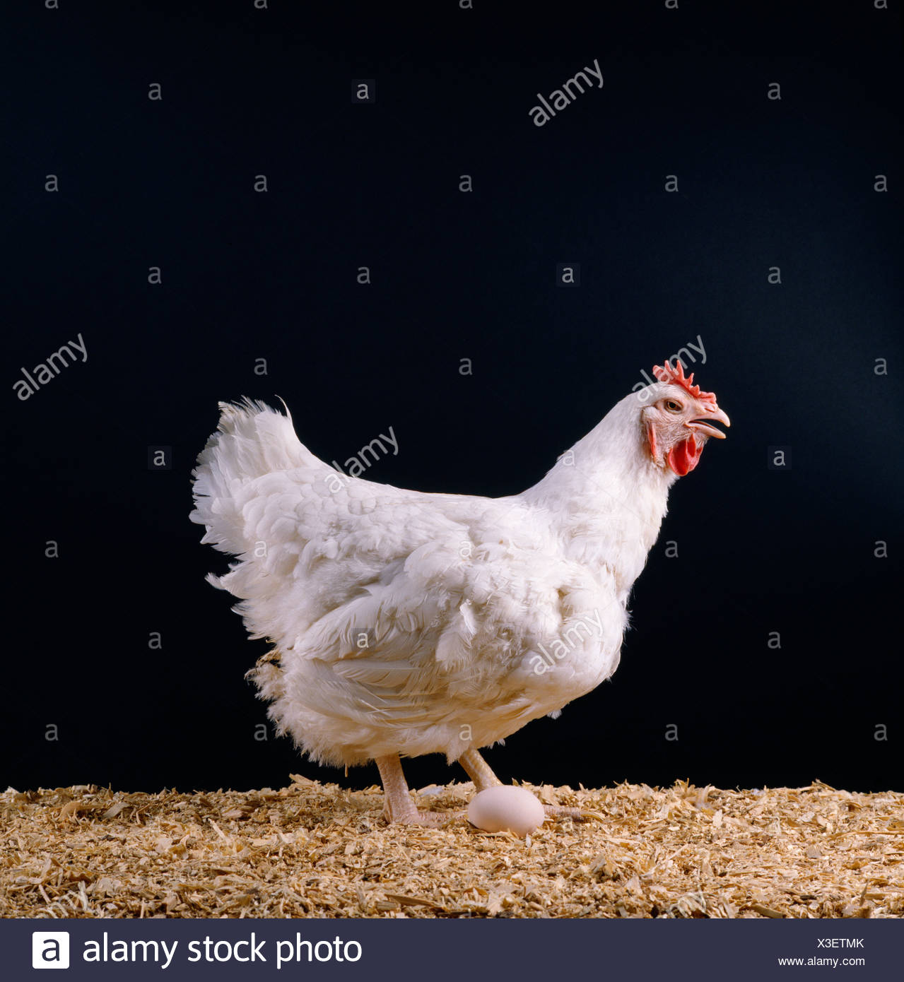 Commercial Broiler High Resolution Stock Photography and Images - Alamy