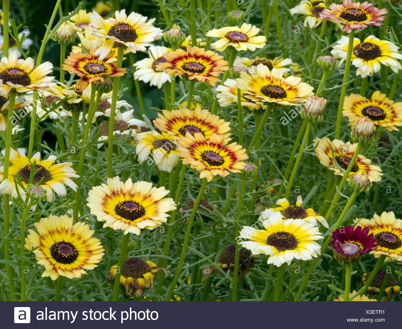 Court Jester Stock Photos & Court Jester Stock Images - Alamy