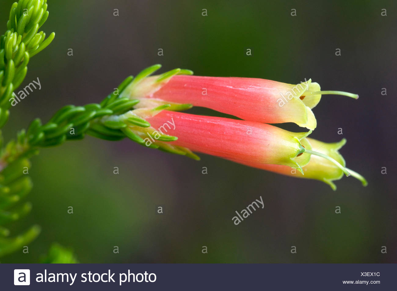 Erica Versicolor High Resolution Stock Photography and Images - Alamy