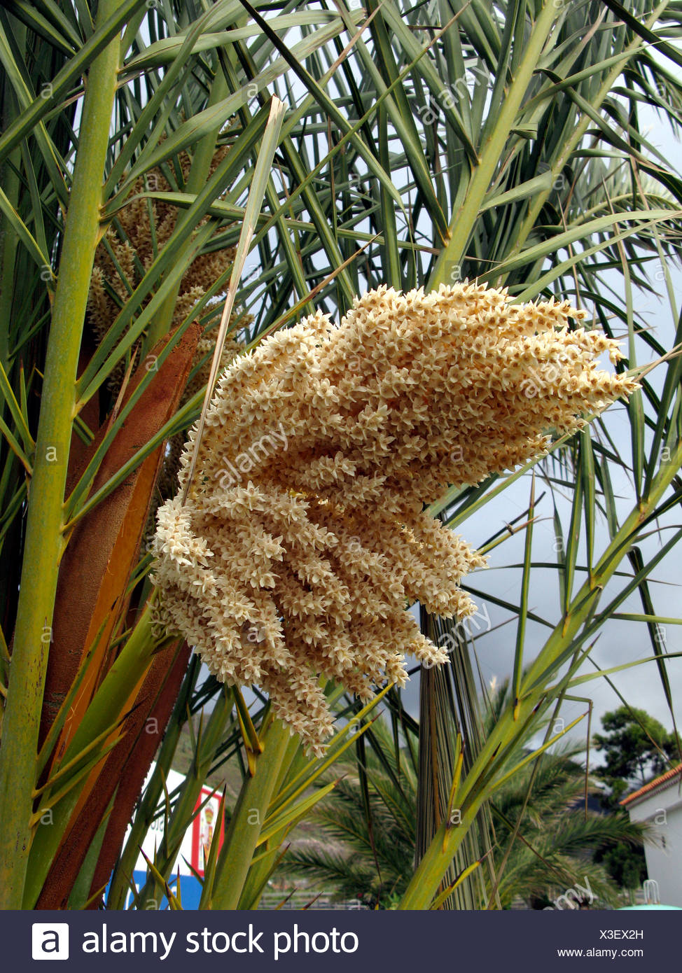 Dactylifera High Resolution Stock Photography and Images - Alamy