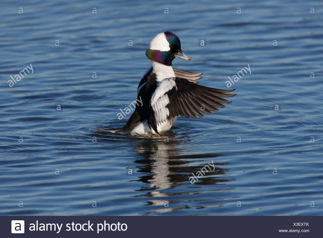 Bufflehead Duck Bucephala Albeola Drake High Resolution Stock ...