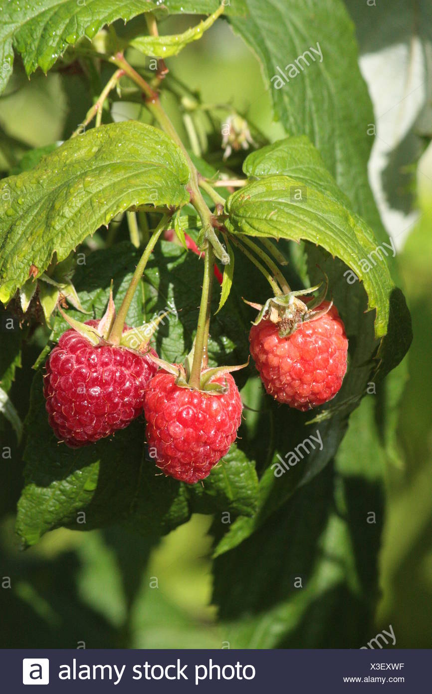 Sweet Shrub Stock Photos & Sweet Shrub Stock Images - Alamy