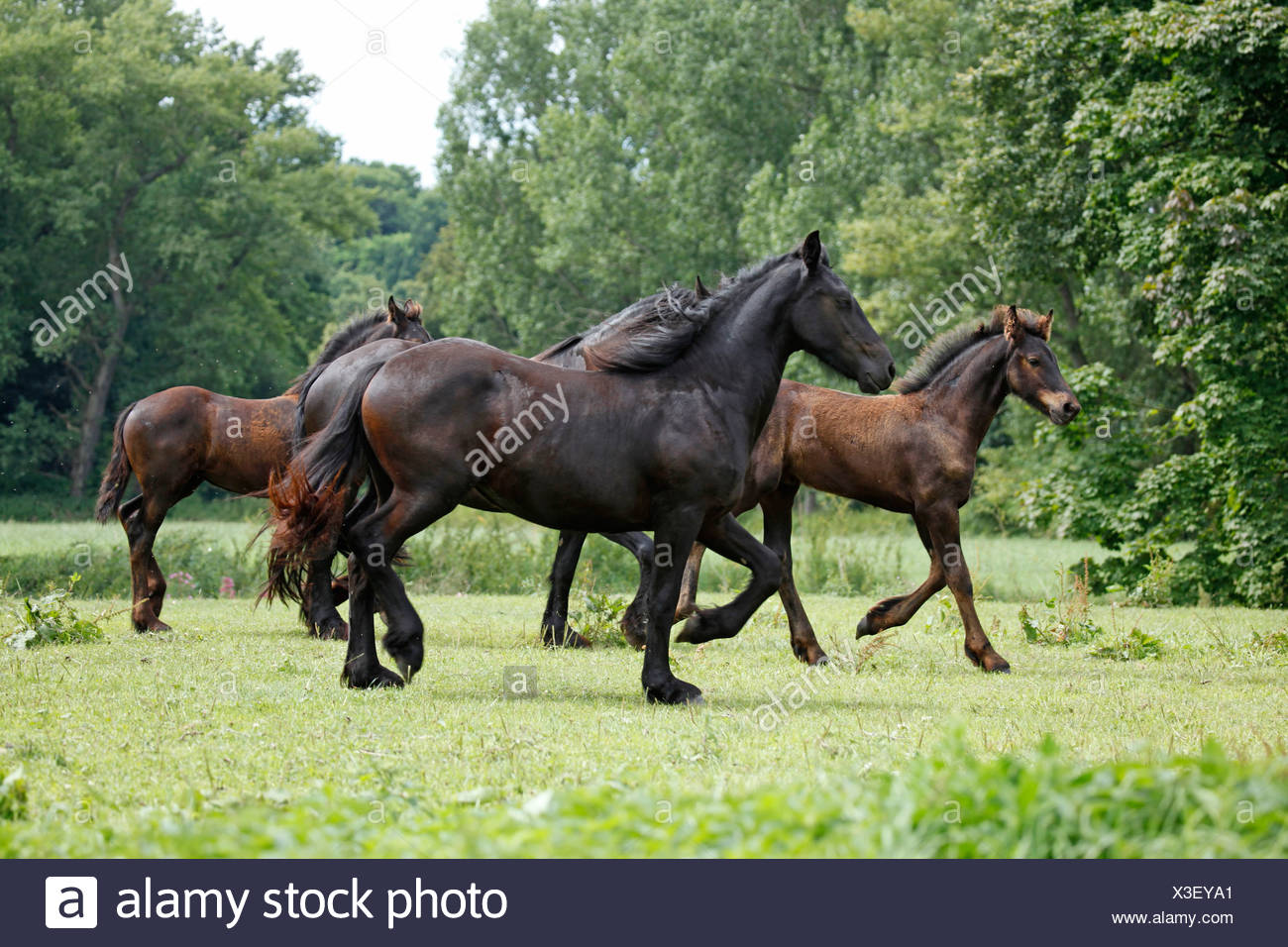 Friese Horse Foal High Resolution Stock Photography and Images - Alamy
