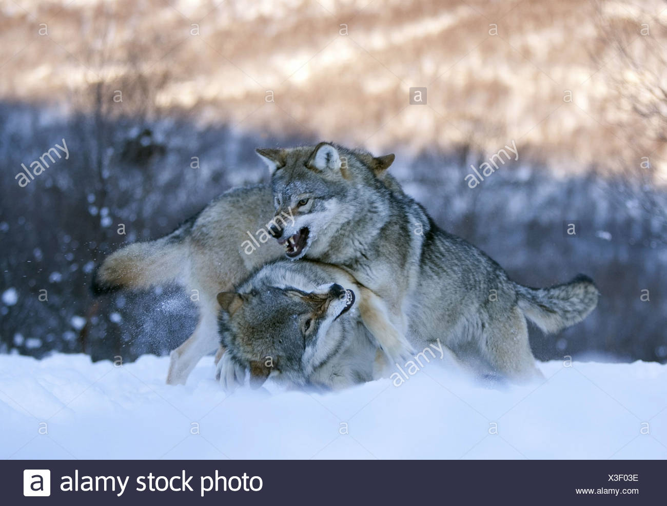 Gray Wolf Dominance Behavior Stock Photos & Gray Wolf Dominance ...