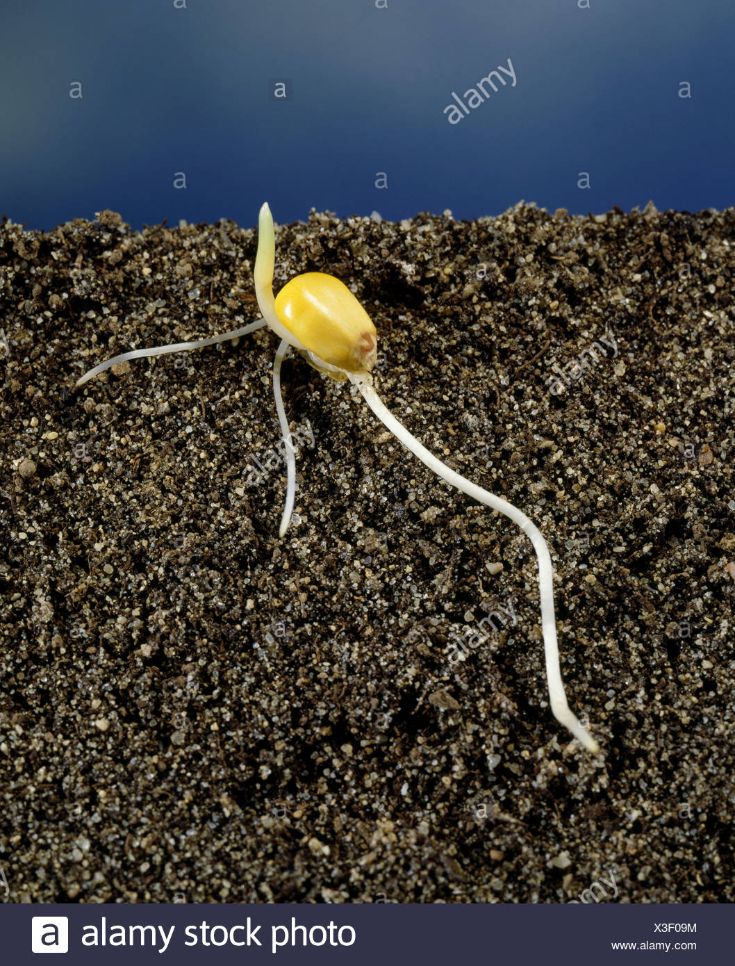 Corn Seed Germinating Stock Photos & Corn Seed Germinating Stock Images ...