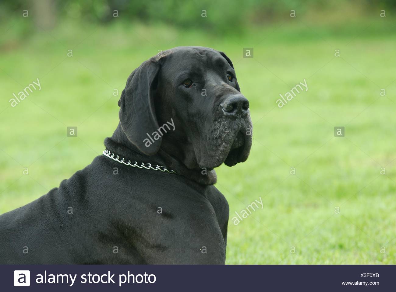 Black Great Dane High Resolution Stock Photography and Images - Alamy