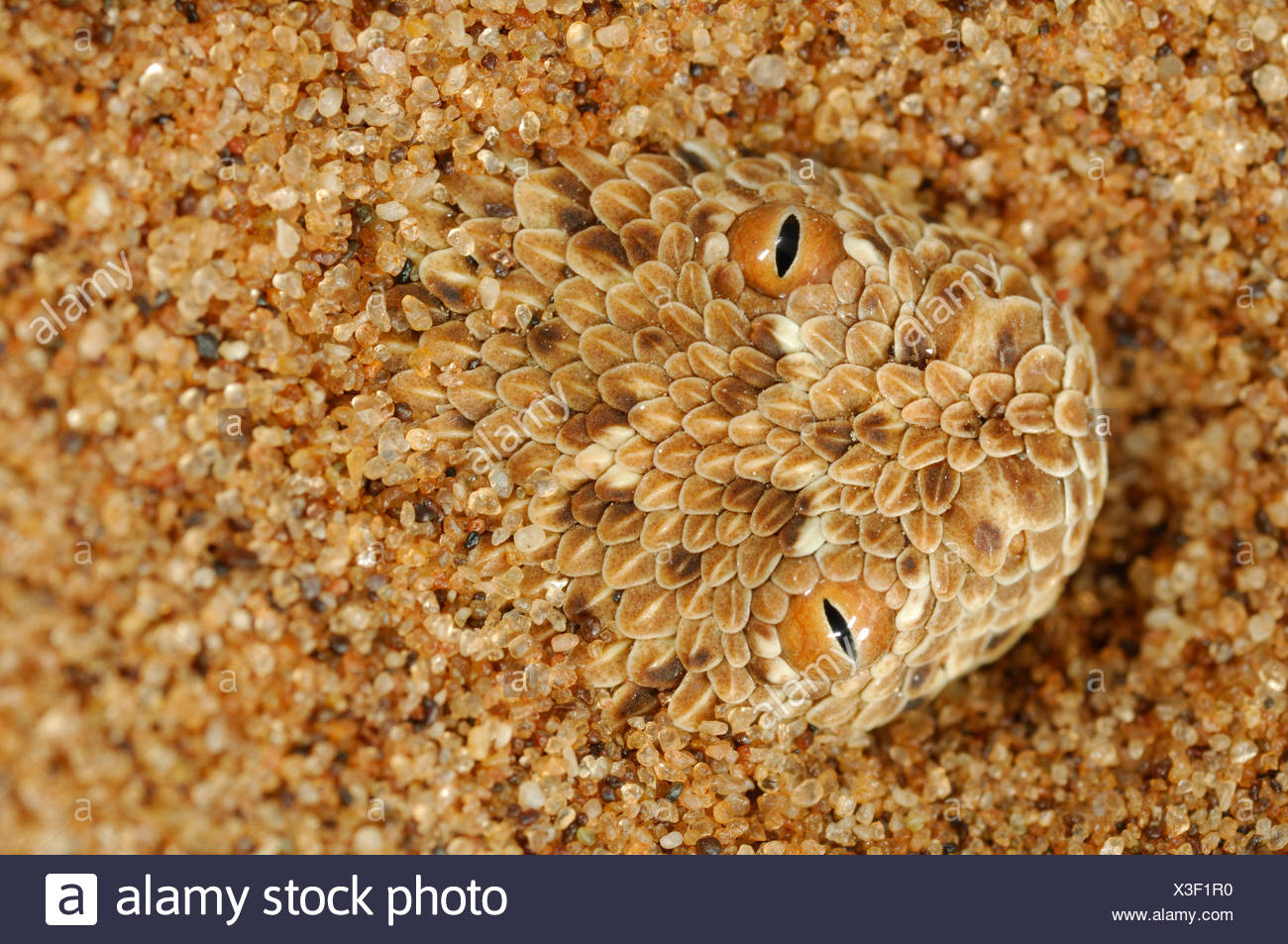 Namib Dwarf Sand Adder High Resolution Stock Photography and Images - Alamy