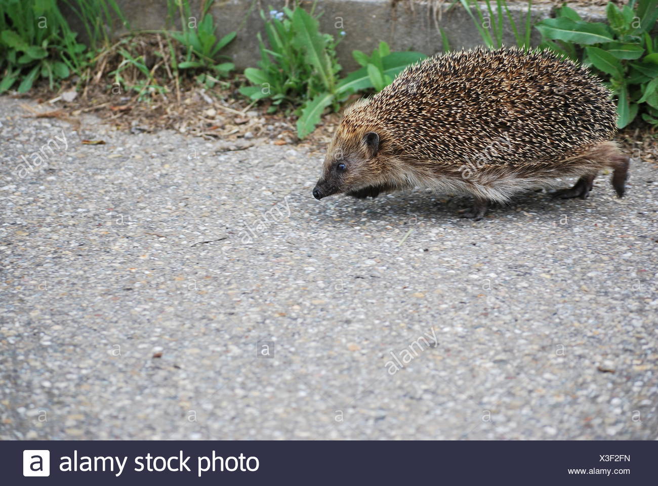 Stacheltier Stock Photos & Stacheltier Stock Images - Alamy