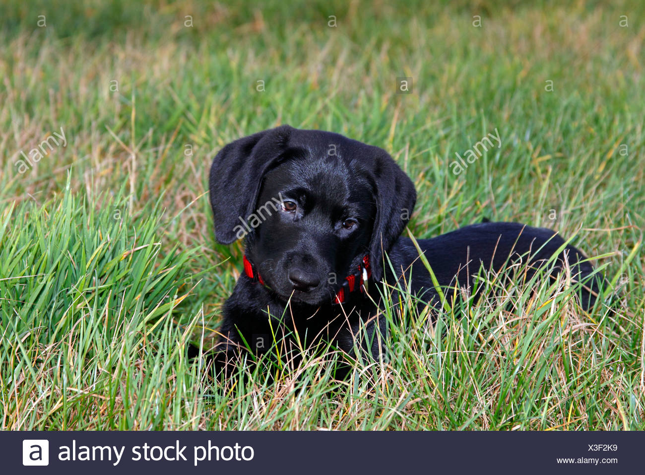 Cute Black Labrador Retriever Puppy High Resolution Stock Photography ...